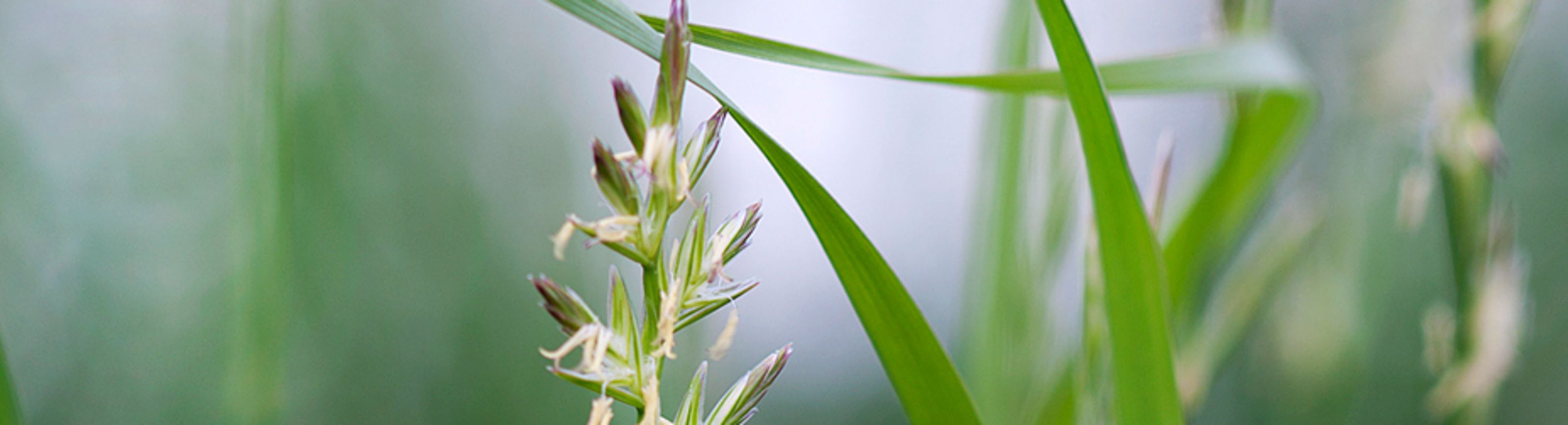 Willkommen bei der AGFF | Arbeitsgemeinschaft zur Förderung des ...
