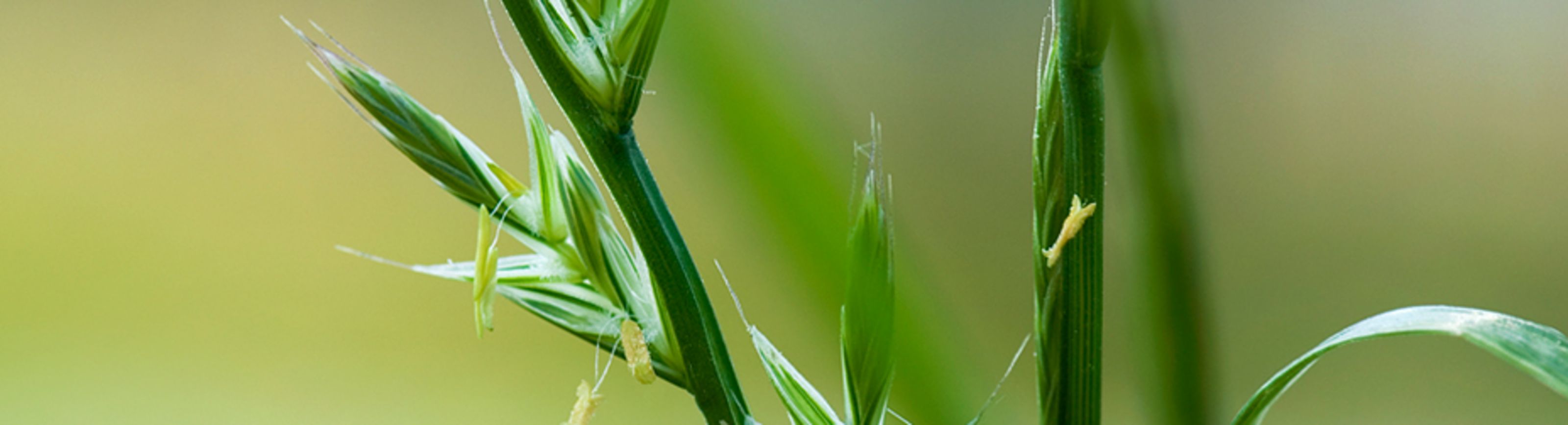 Willkommen bei der AGFF | Arbeitsgemeinschaft zur Förderung des ...